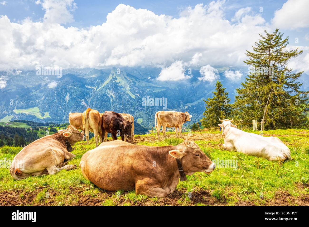 Typical Swiss cows on an alpine pasture in the Swiss Alps during a hike ...