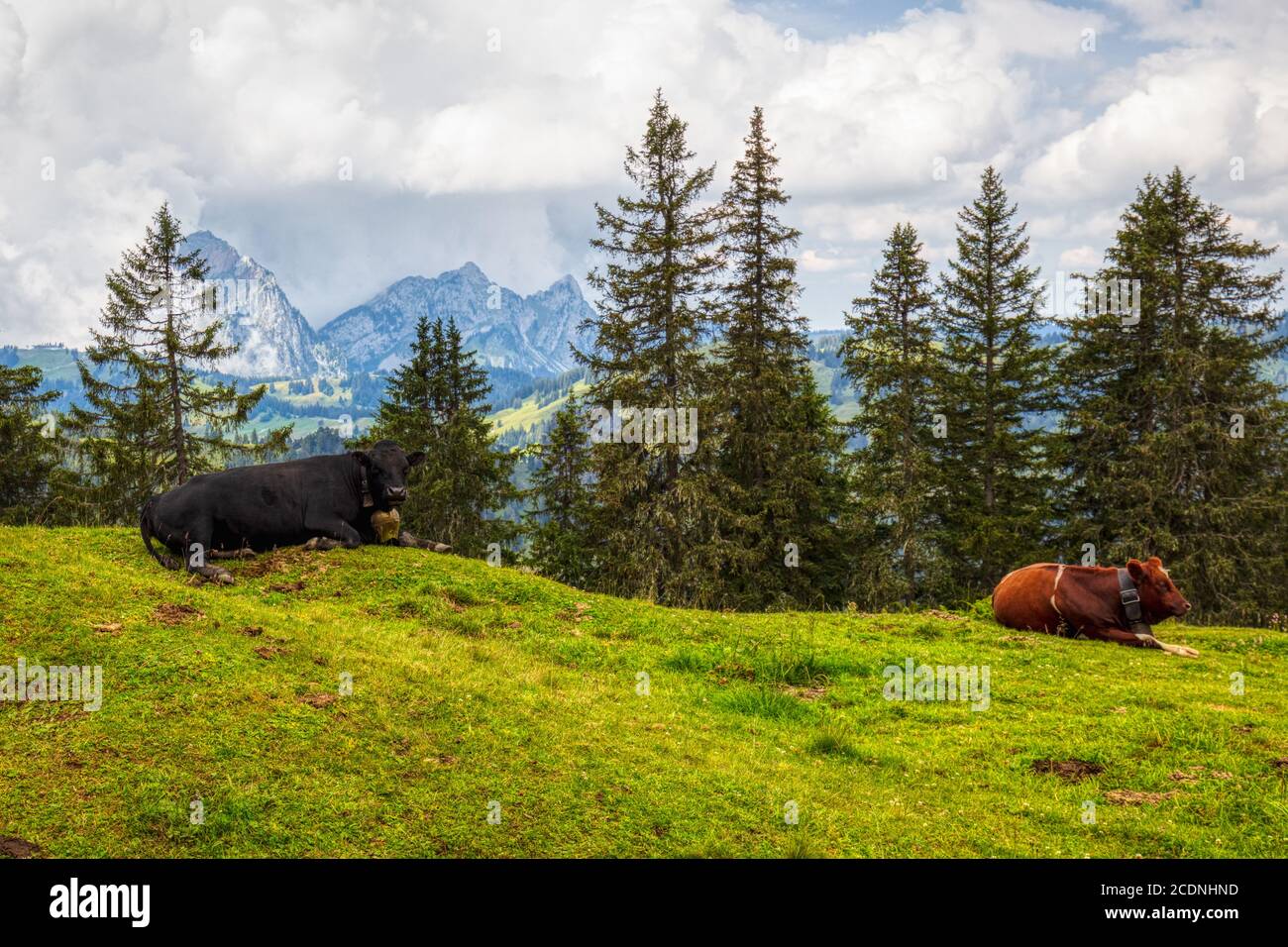 Typical Swiss cows on an alpine pasture in the Swiss Alps during a hike ...