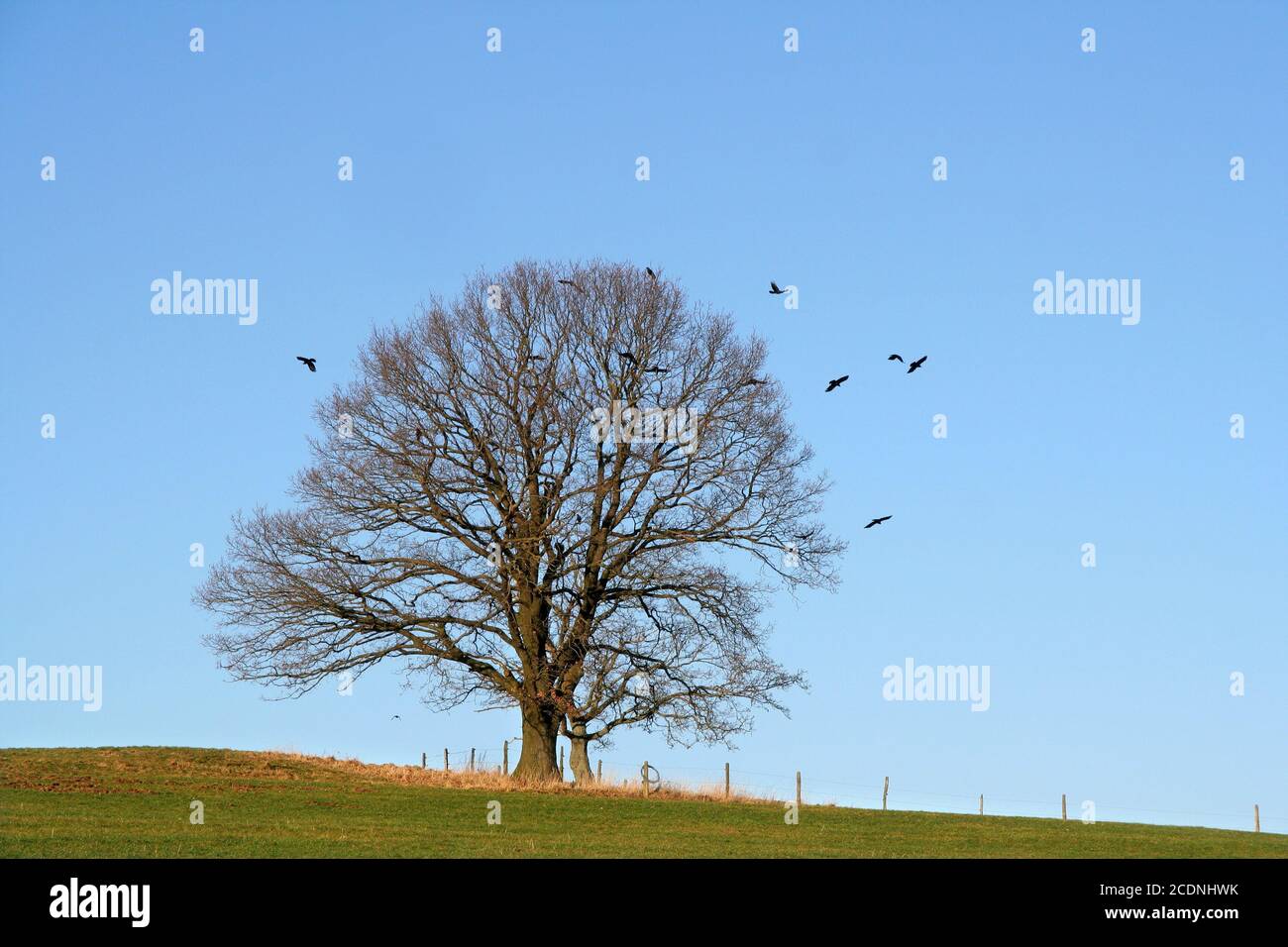 Crows in tree Stock Photo - Alamy