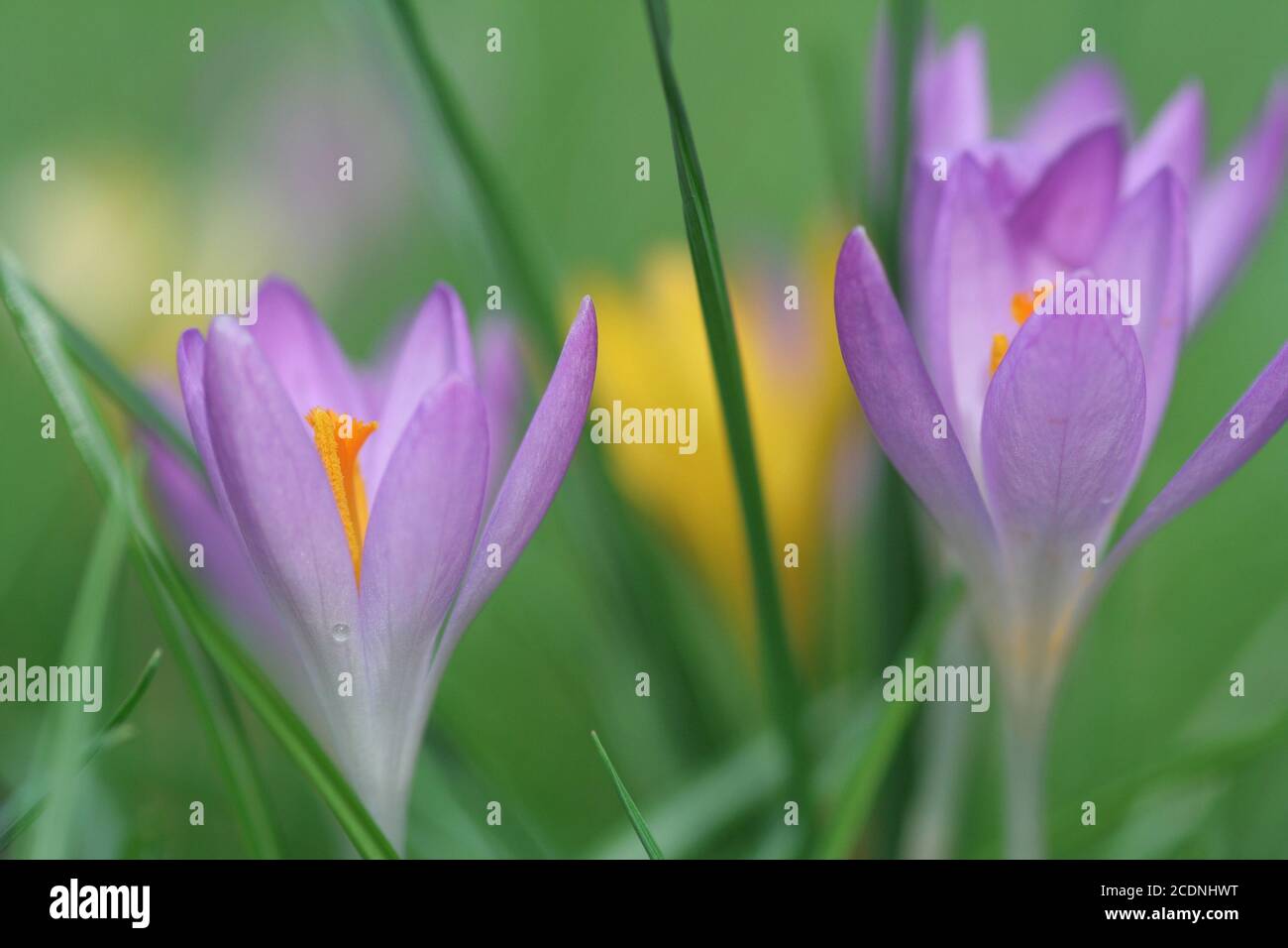 Knollenblumen hi-res stock photography and images - Alamy