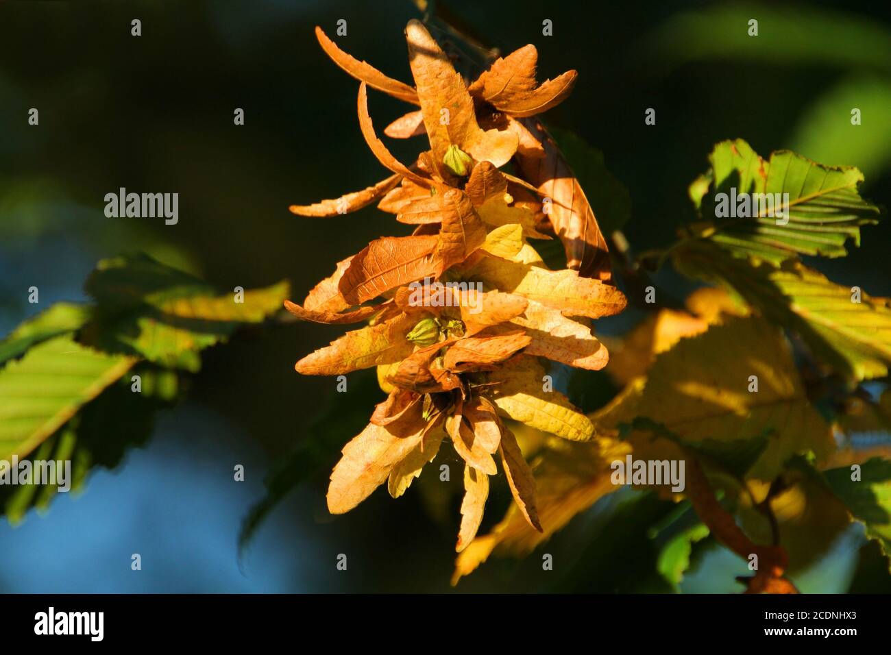 Beech carpinus betulus hi-res stock photography and images - Alamy