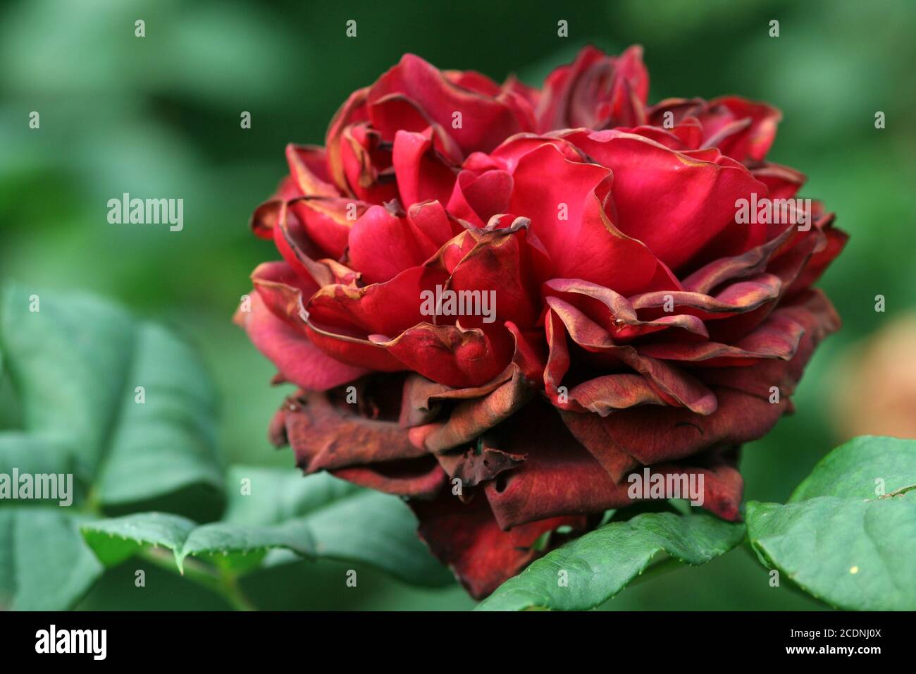 Rose fragrance cleopatra hi-res stock photography and images - Alamy