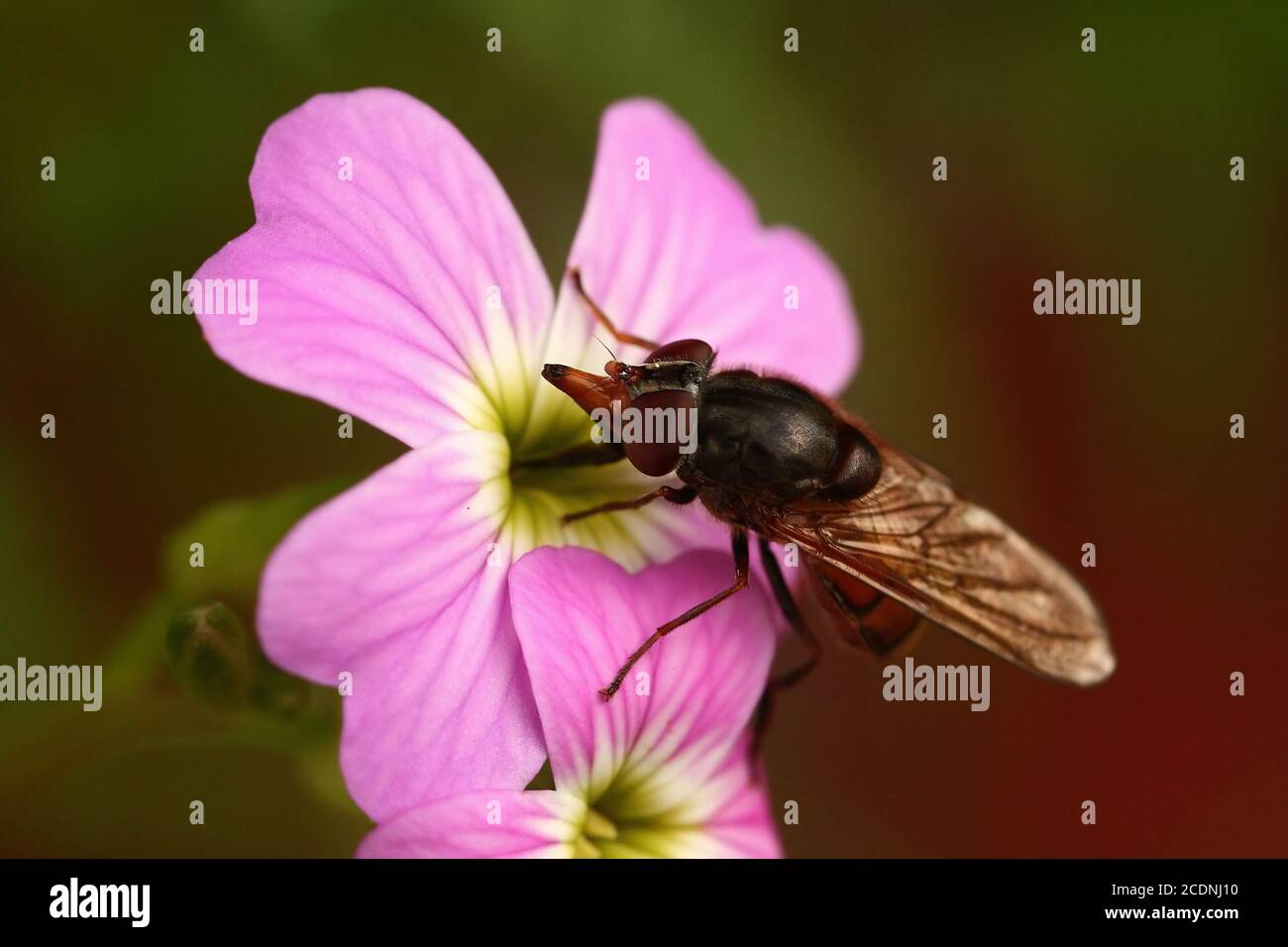 Cone fly rhingia campestris hi-res stock photography and images - Alamy