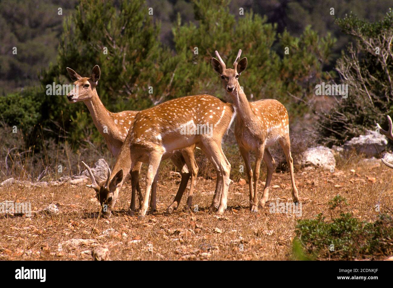 Mesopotamian (Persian) Fallow Deer (Dama dama Mesopotamica ...
