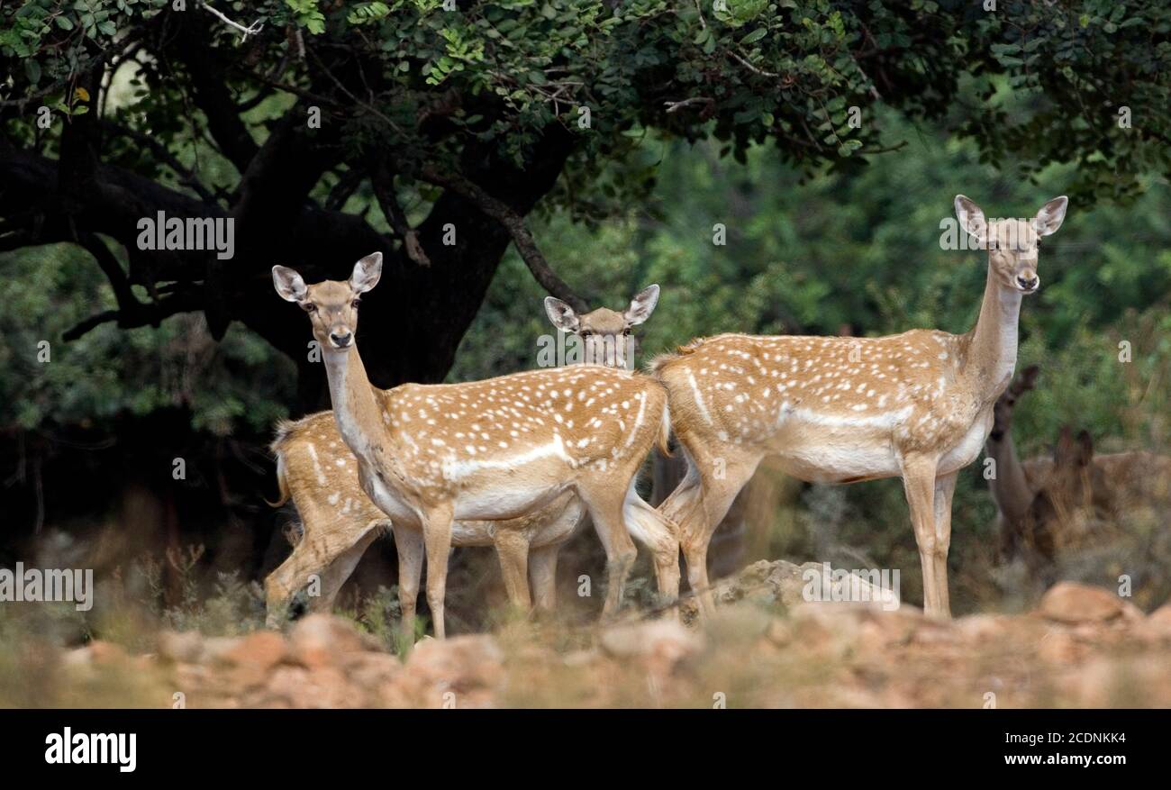 Mesopotamian (Persian) Fallow Deer (Dama dama Mesopotamica ...