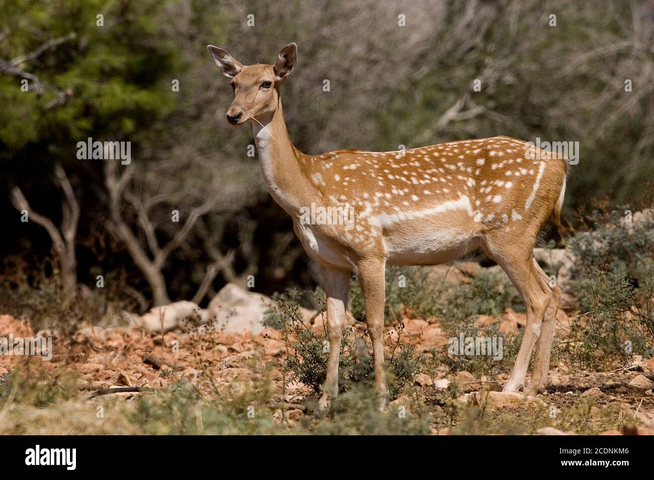Mesopotamian (Persian) Fallow Deer (Dama dama Mesopotamica ...