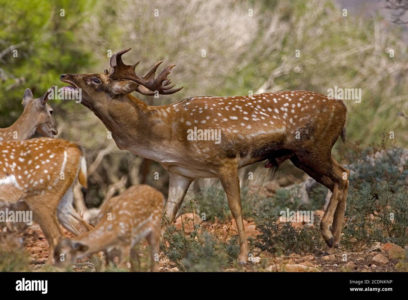 Mesopotamian (Persian) Fallow Deer (Dama dama Mesopotamica ...