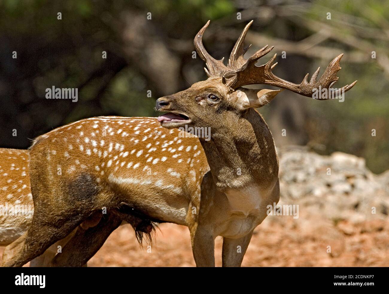 Mesopotamian (Persian) Fallow Deer (Dama dama Mesopotamica ...