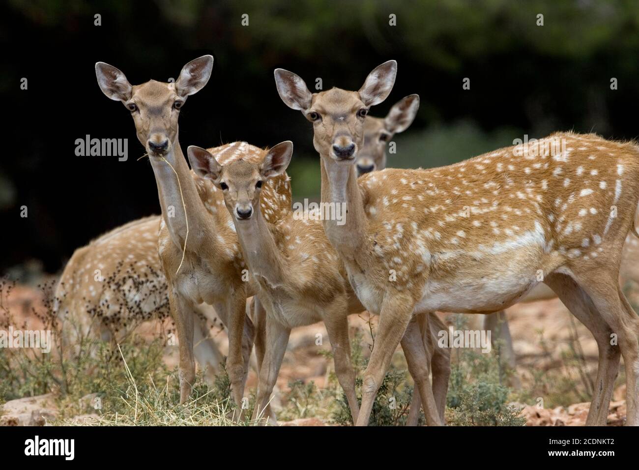 Mesopotamian (Persian) Fallow Deer (Dama dama Mesopotamica ...