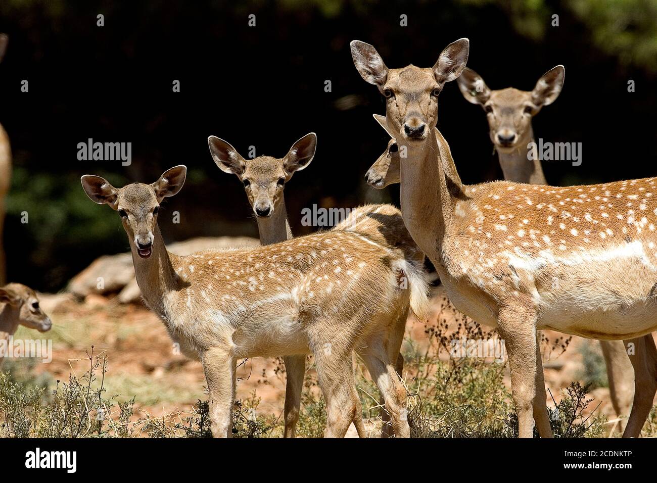 Mesopotamian (Persian) Fallow Deer (Dama dama Mesopotamica ...