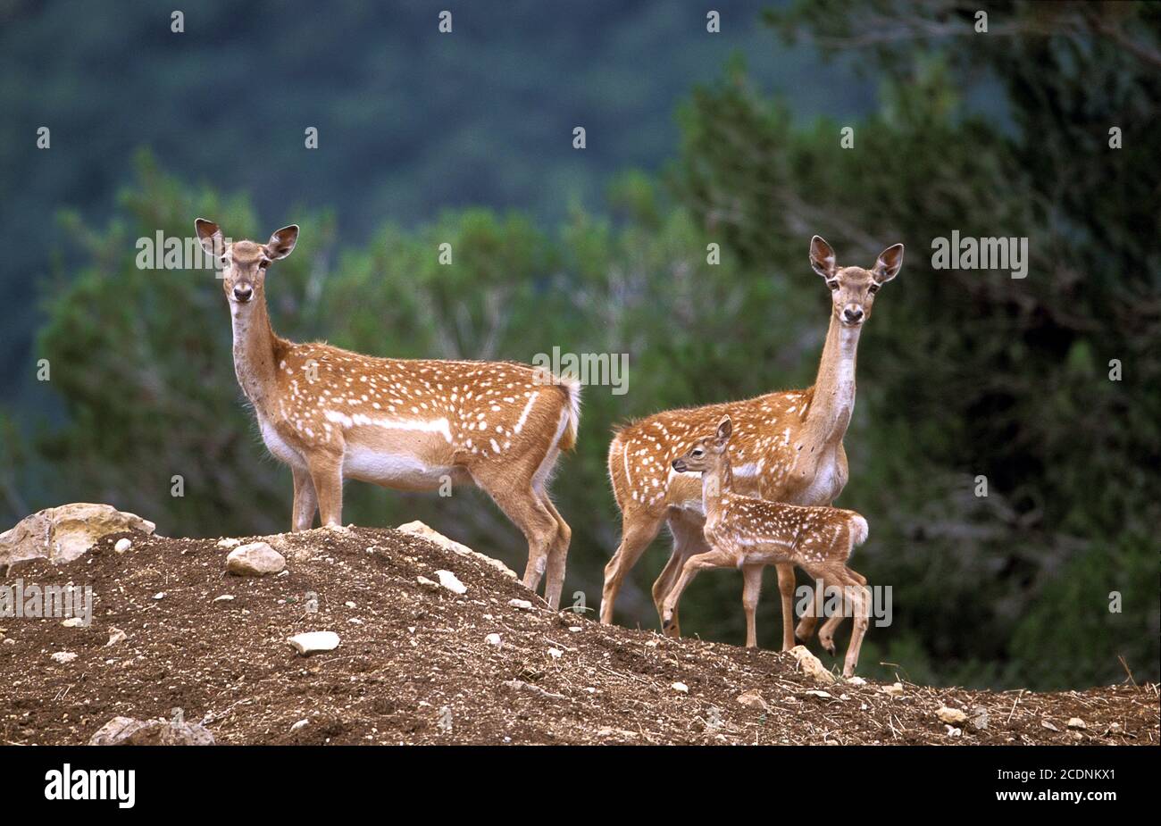 Mesopotamian (Persian) Fallow Deer (Dama dama Mesopotamica ...