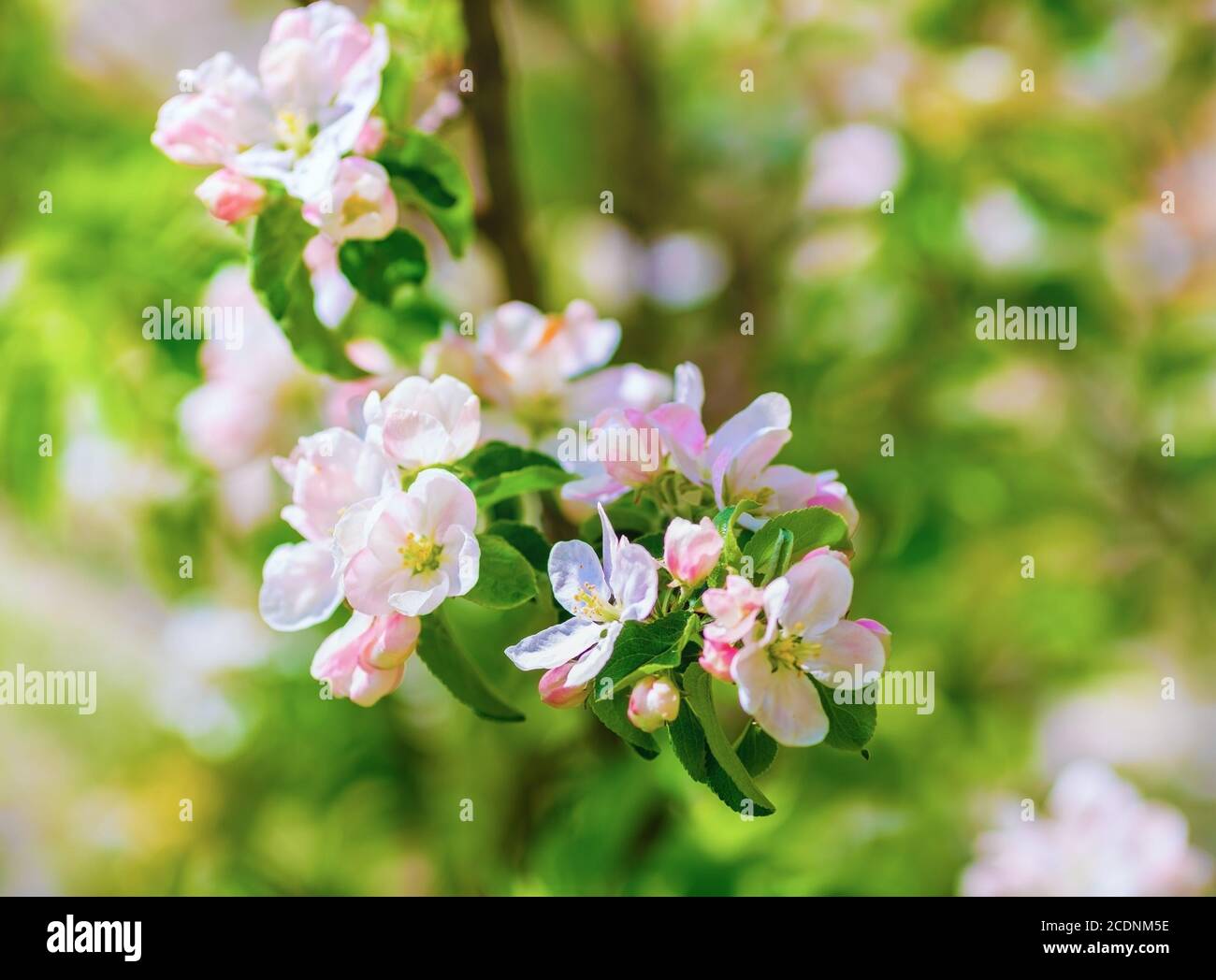 Blossoming tree branch Stock Photo - Alamy