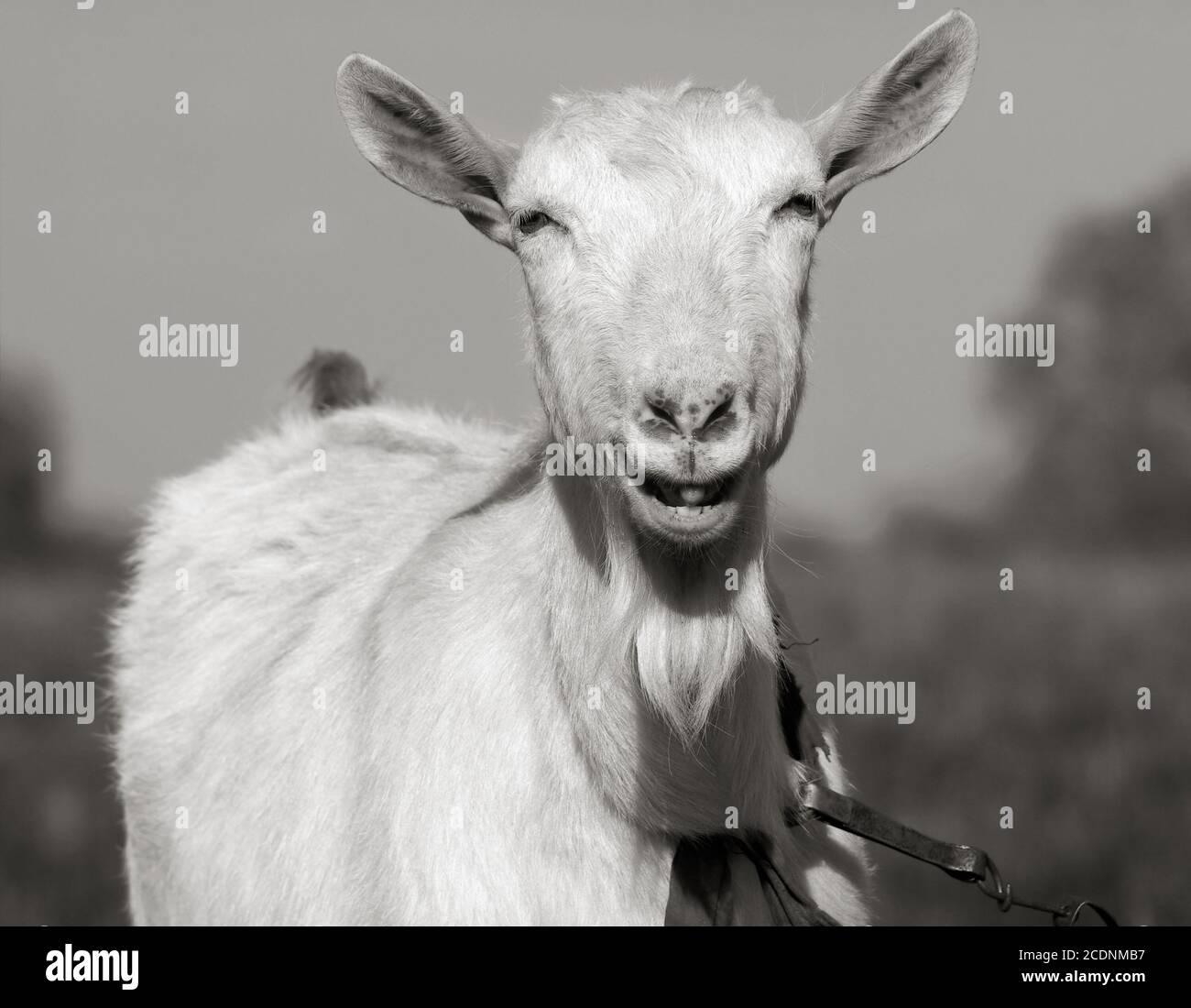 Smiling goat hi-res stock photography and images - Alamy