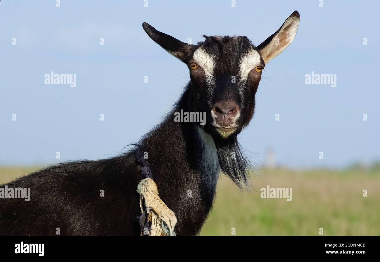 Beautiful black goat hi-res stock photography and images - Alamy