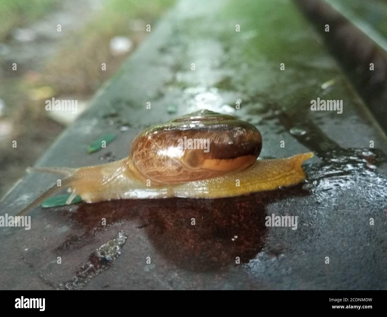 Invasive species giant african snail hi-res stock photography and ...