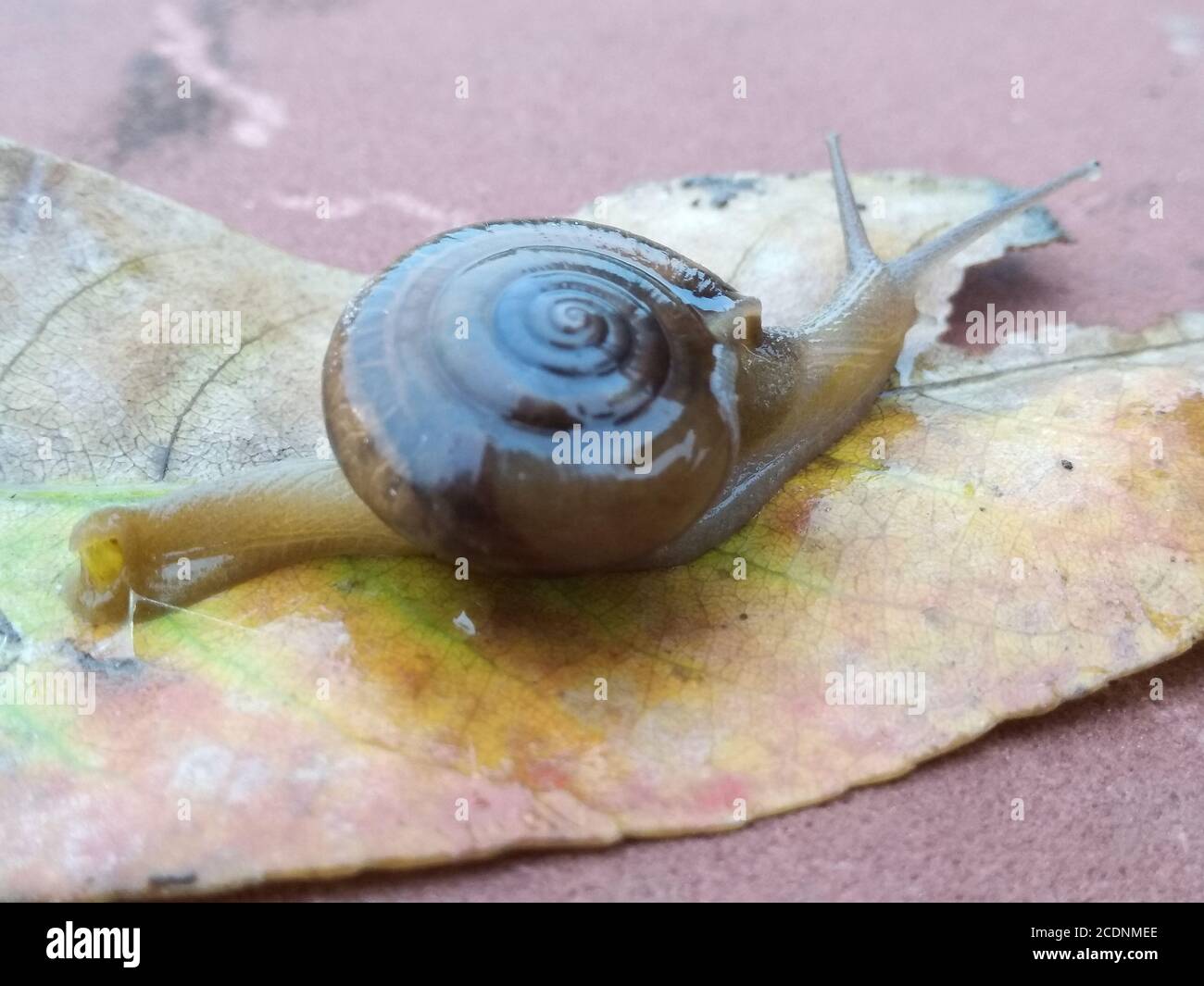 Invasive species giant african snail hi-res stock photography and ...
