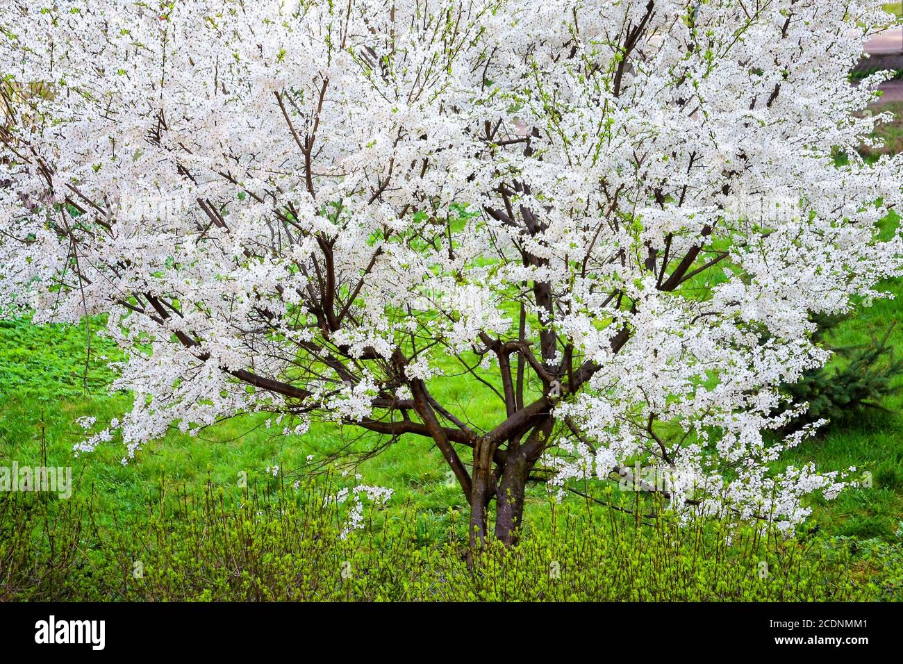 Beautiful spring tree hi-res stock photography and images - Alamy