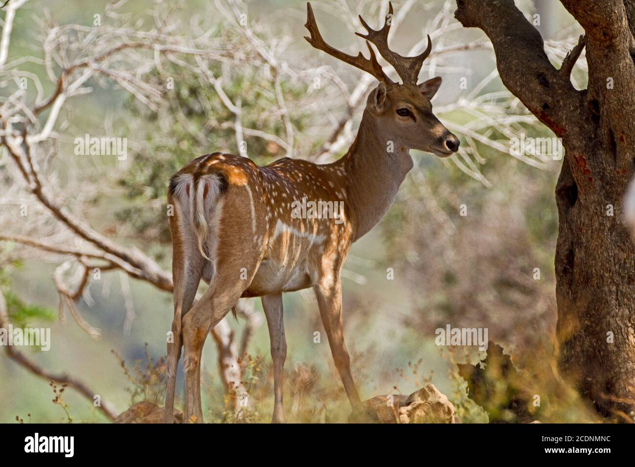 Mesopotamian (Persian) Fallow Deer (Dama dama Mesopotamica ...