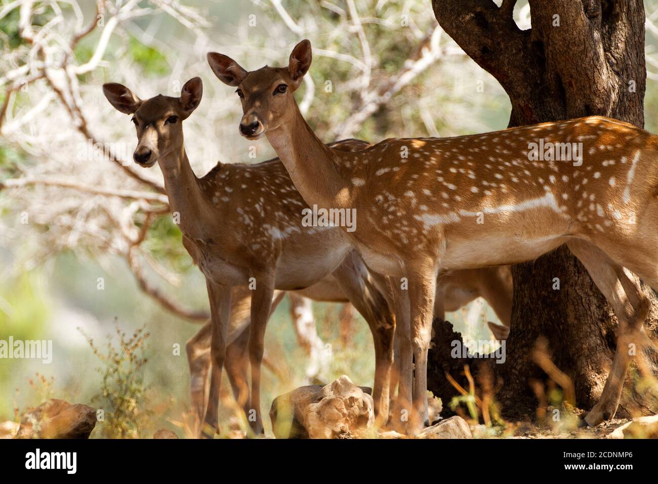 Mesopotamian (Persian) Fallow Deer (Dama dama Mesopotamica ...