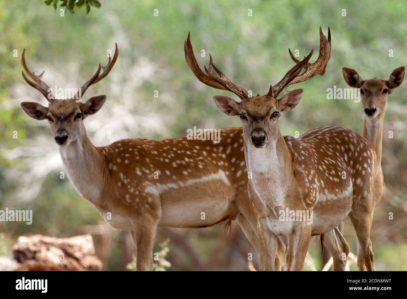 Mesopotamian (Persian) Fallow Deer (Dama dama Mesopotamica ...