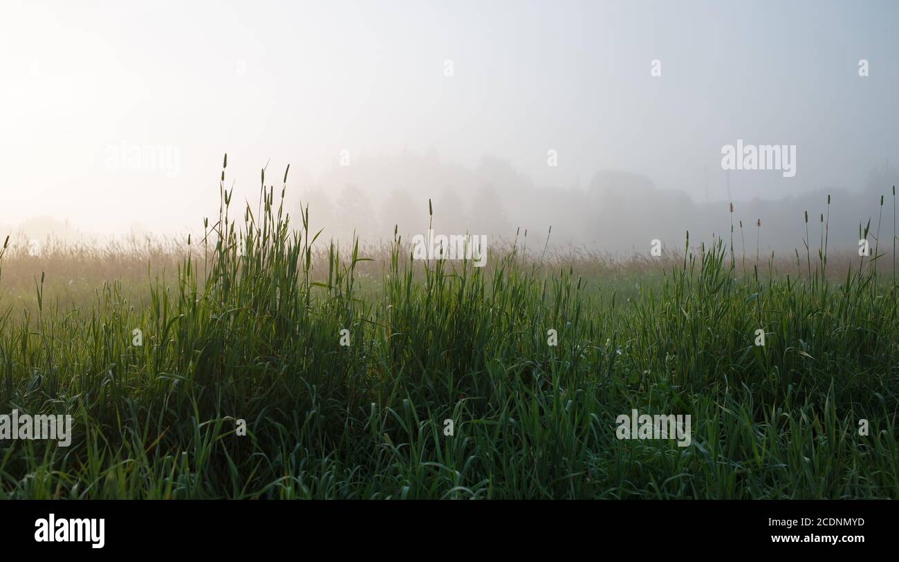 Grass fog hi-res stock photography and images - Alamy