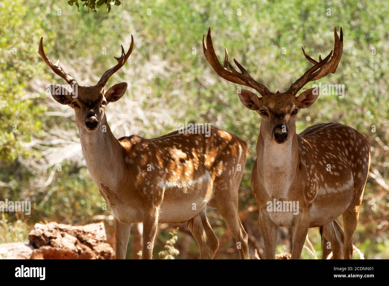 Mesopotamian (Persian) Fallow Deer (Dama dama Mesopotamica ...