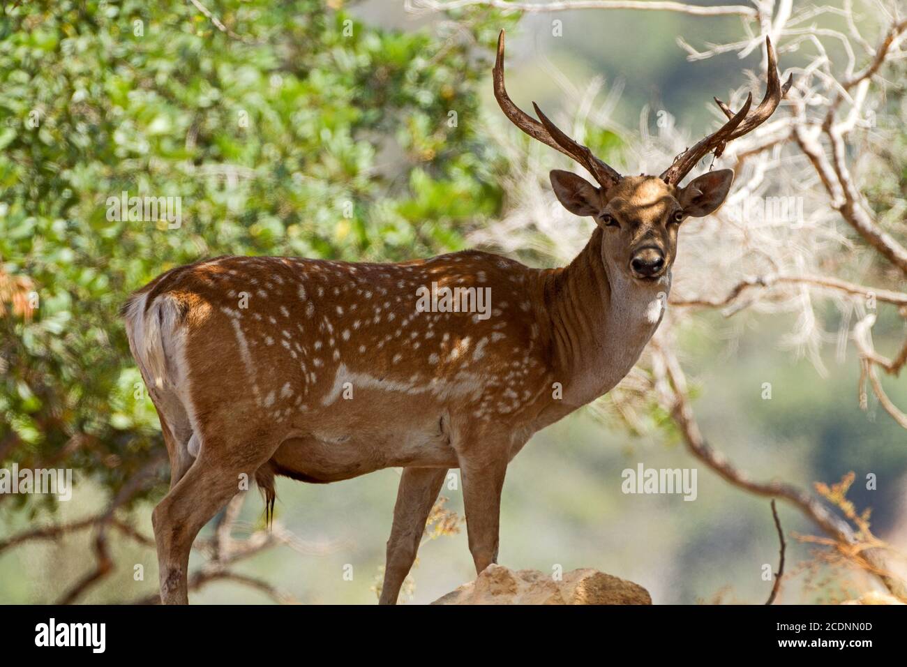 Mesopotamian (Persian) Fallow Deer (Dama dama Mesopotamica ...