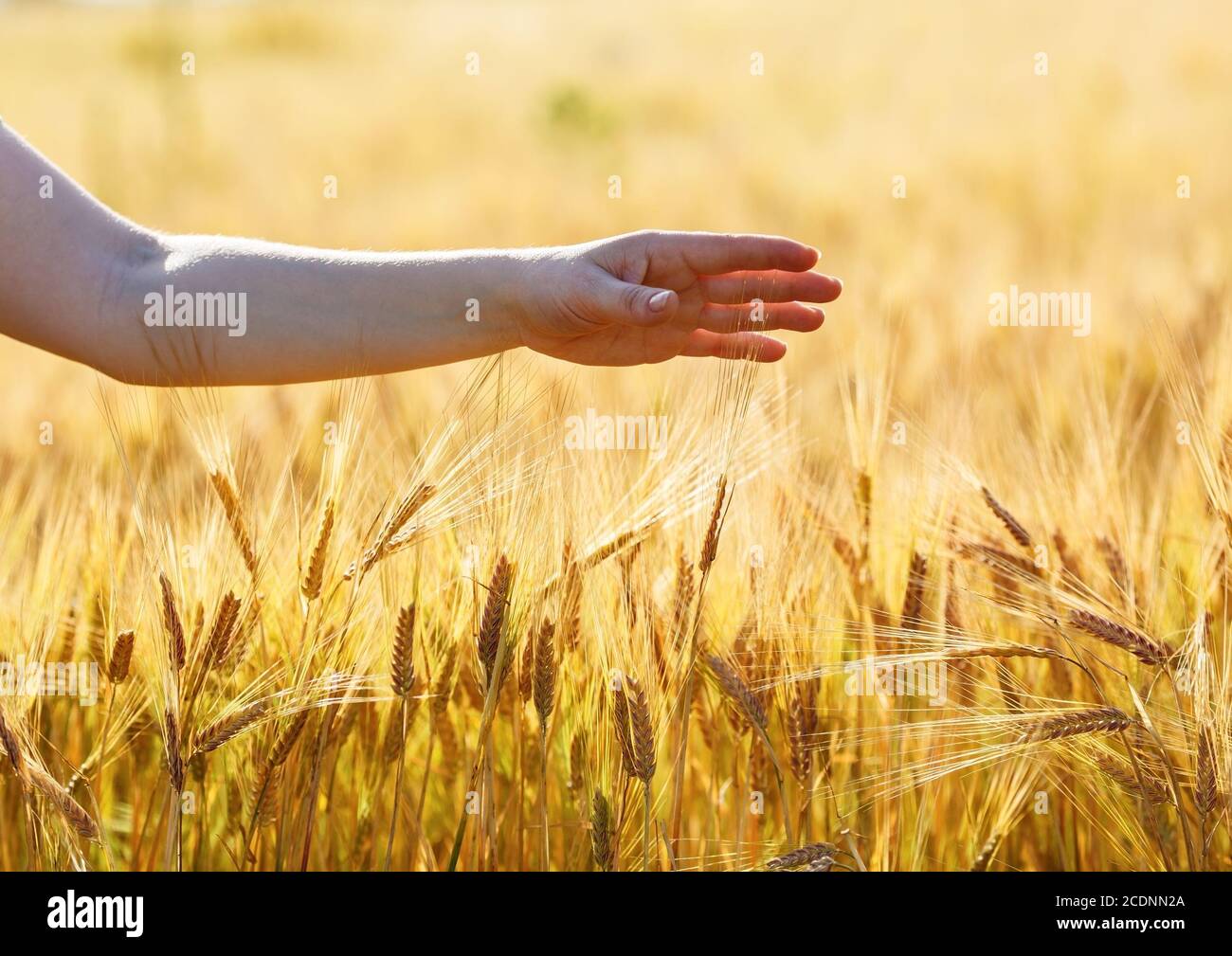 Hand field hi-res stock photography and images - Alamy
