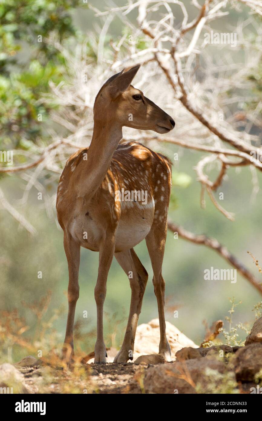 Mesopotamian (Persian) Fallow Deer (Dama dama Mesopotamica ...