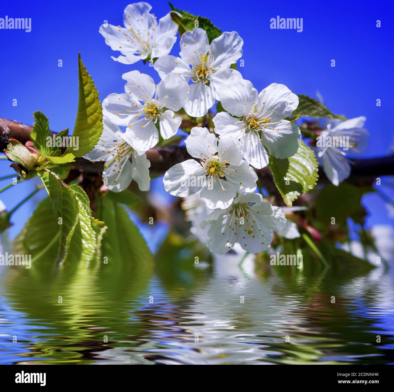 Spring blossom background Stock Photo - Alamy