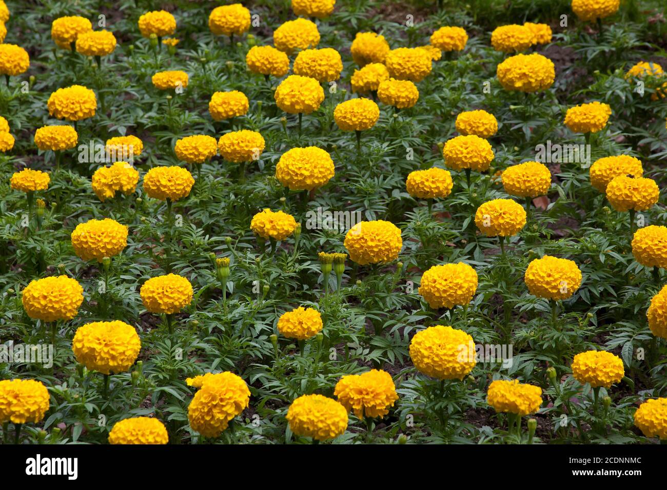 Neat rows of yellow African Marigolds with the botanical name Tagetes ...