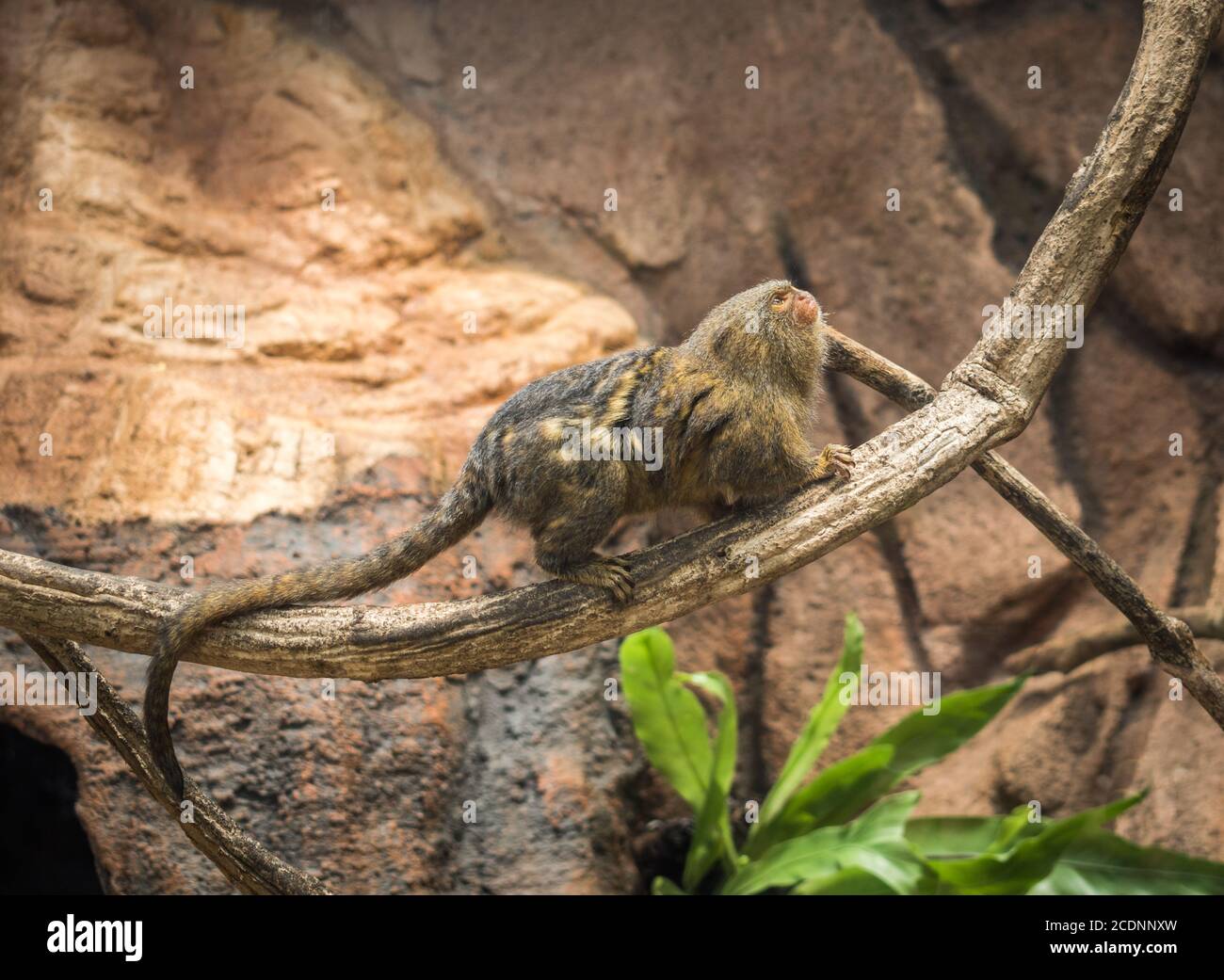 primate is climbing on a tree Stock Photo - Alamy
