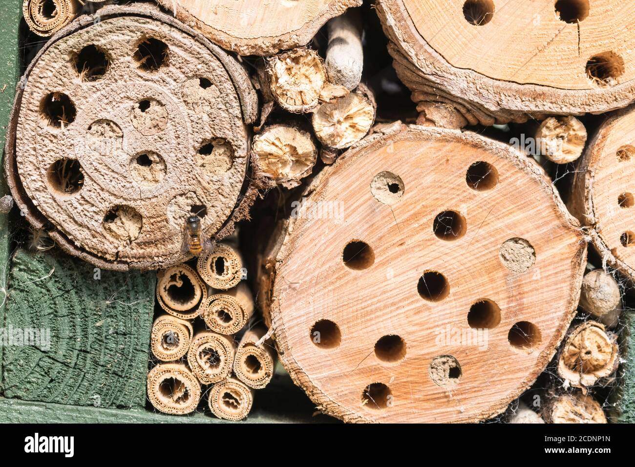 Mason Bee Osmia rufa nest building in a solitary bee log hotel Stock ...