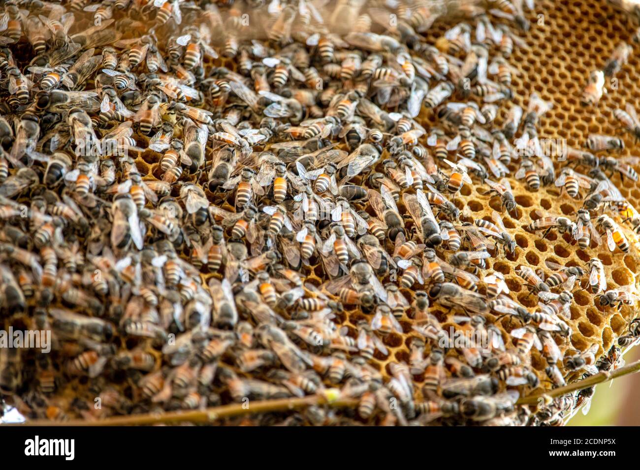 A bee hive hanging on a tree and a group of flies sitting together in ...