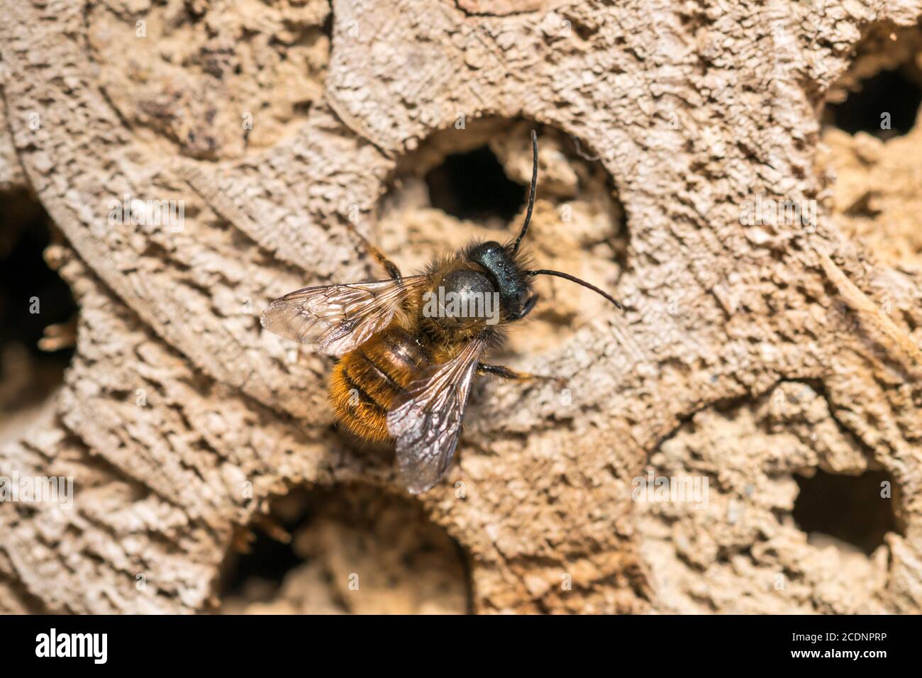 Mason Bee Osmia rufa nest building in a solitary bee log hotel Stock ...