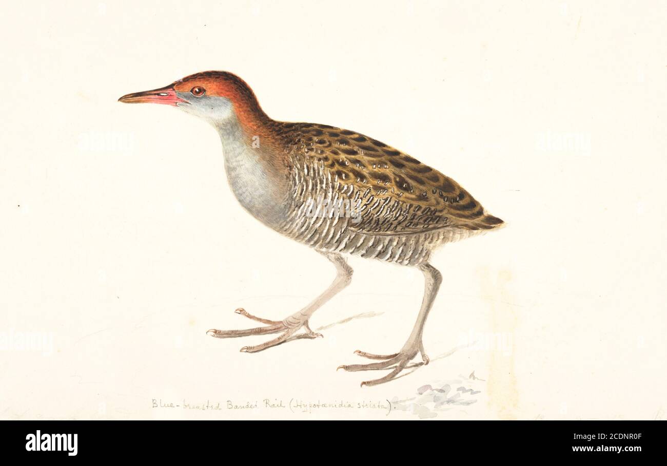 James henry breasted hi-res stock photography and images - Alamy