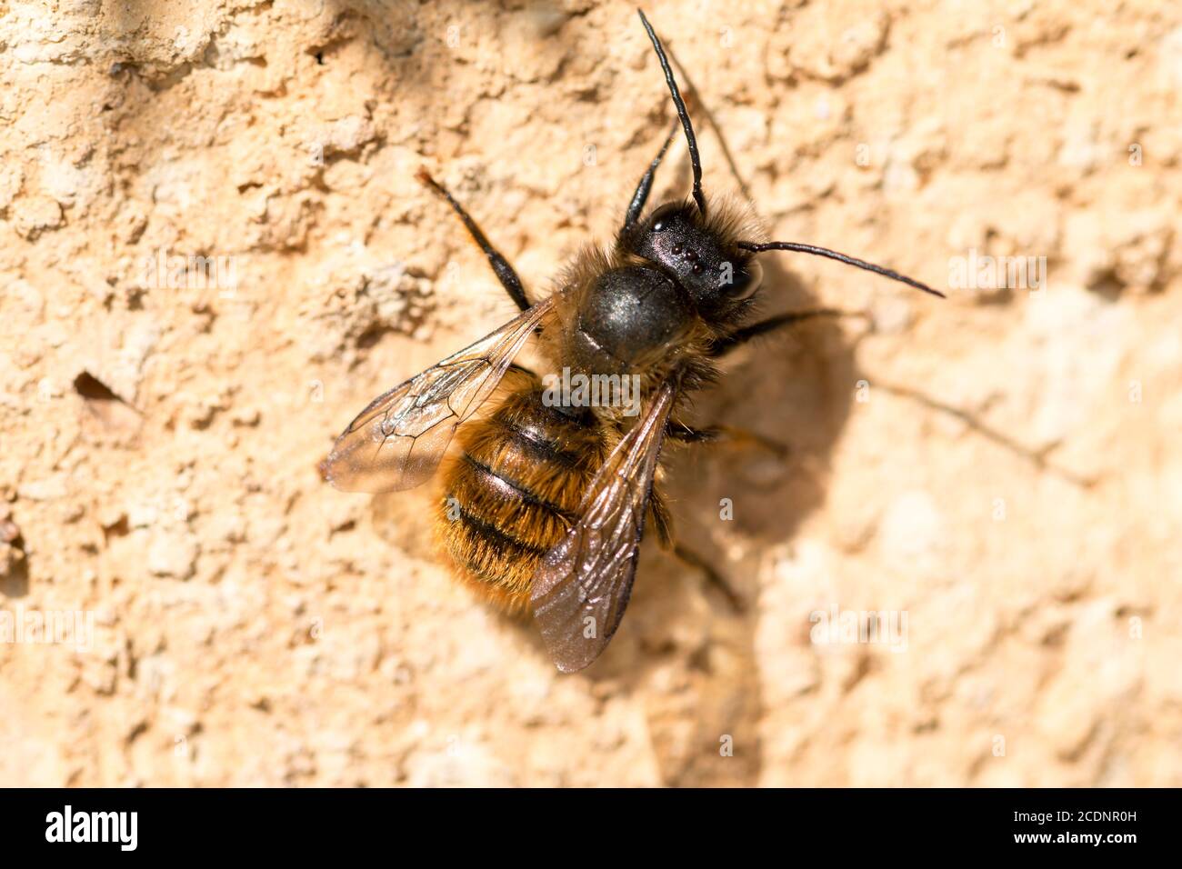 Mason Bee Osmia rufa nest building in a solitary bee log hotel Stock ...