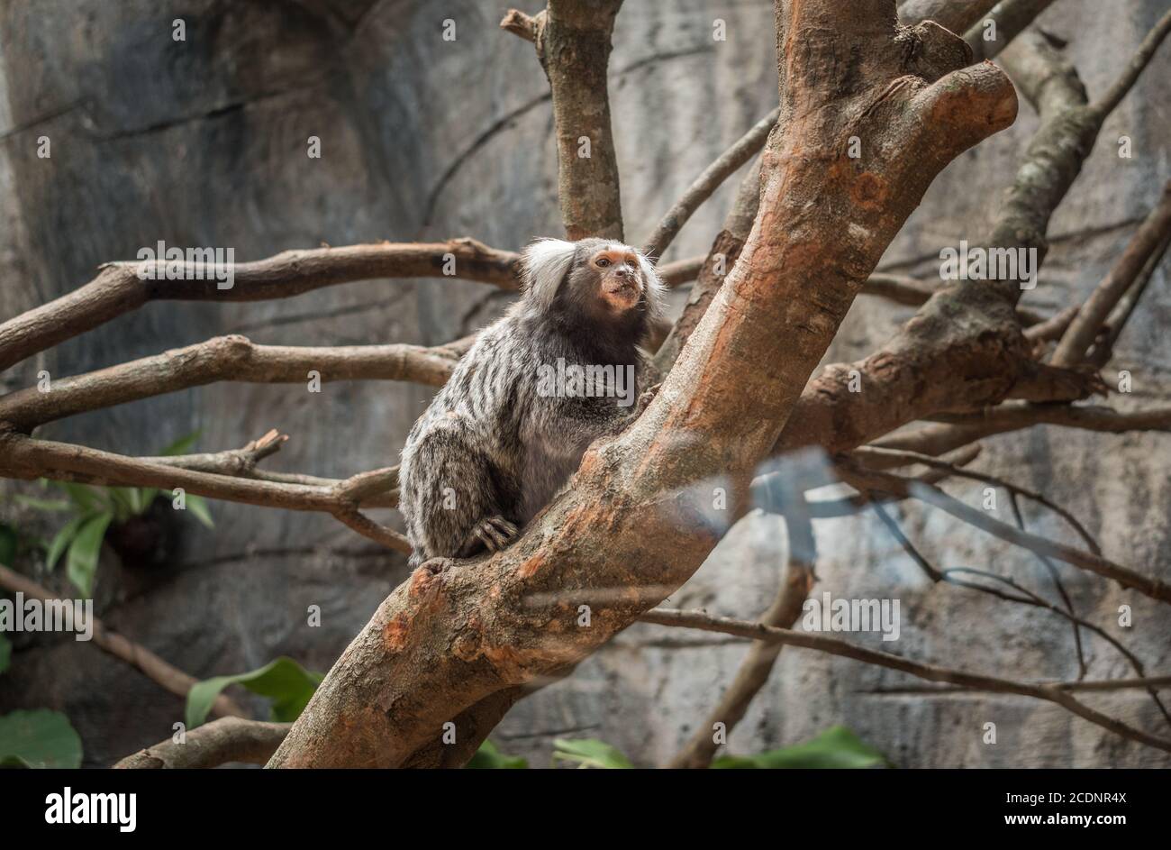 Primate climbing on a tree Stock Photo - Alamy