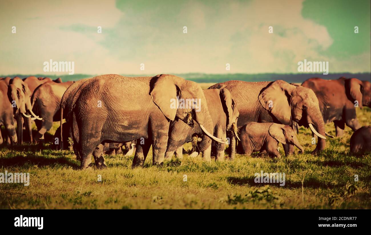 Savanna africa elephants hi-res stock photography and images - Alamy