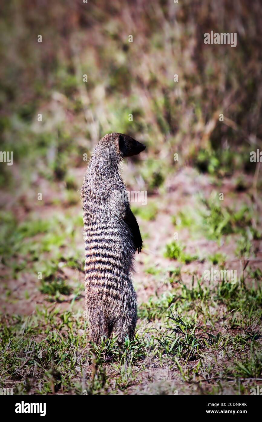Mongoose eyes hi-res stock photography and images - Alamy