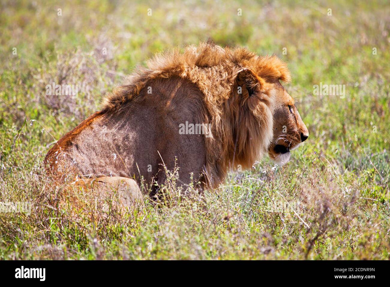 Adult male lion hi-res stock photography and images - Alamy