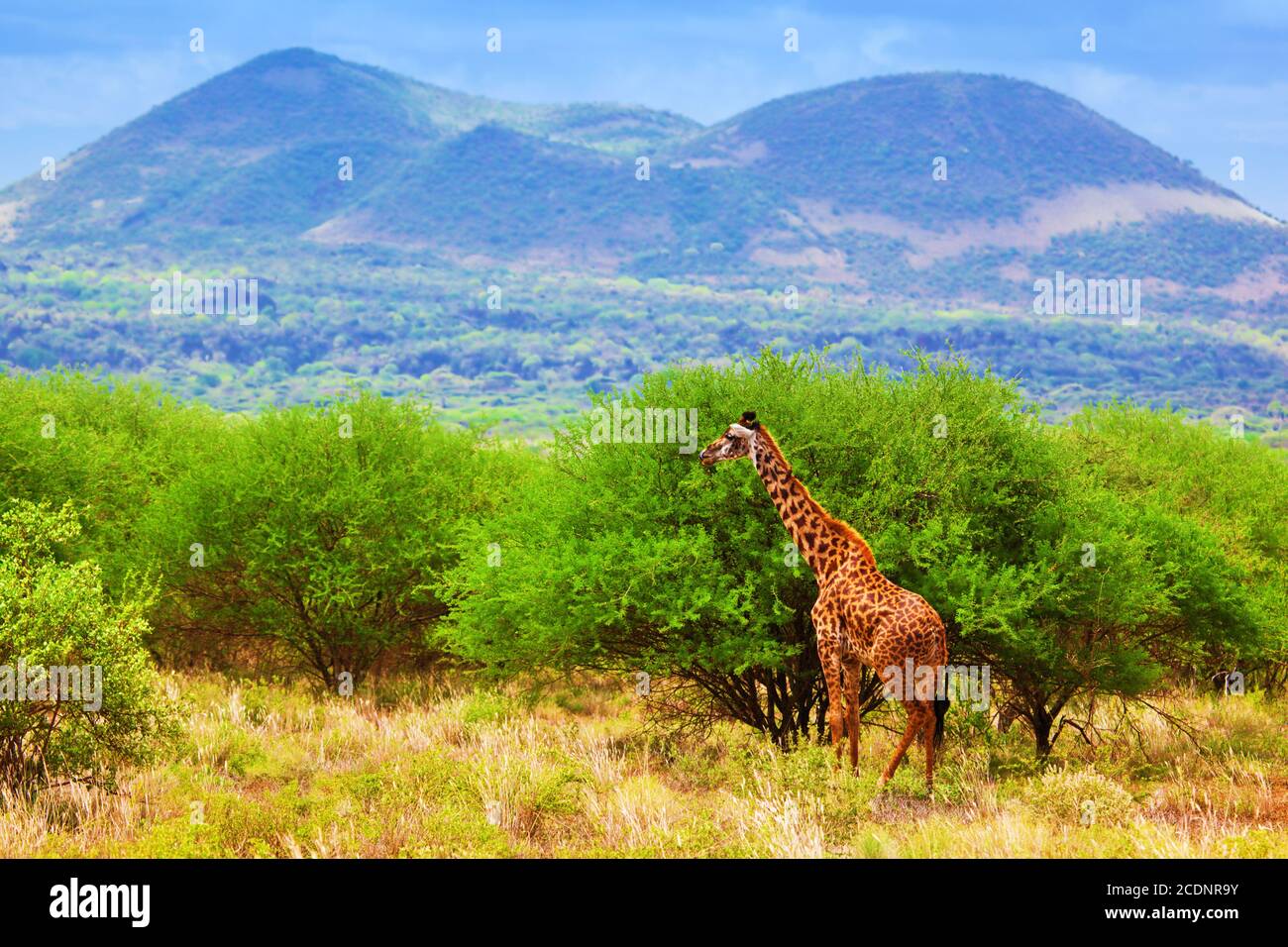 Savanna africa giraffe hi-res stock photography and images - Alamy