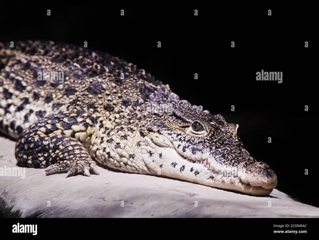 A crocodile portrait on black Stock Photo - Alamy