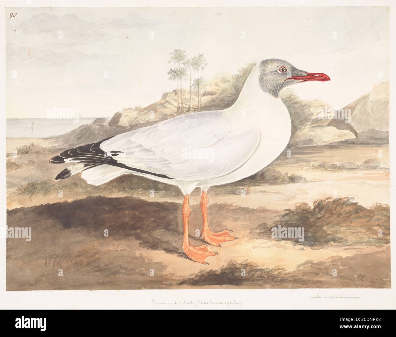 Brown-headed gull (Larus brunnicephalus) 18th century watercolor ...