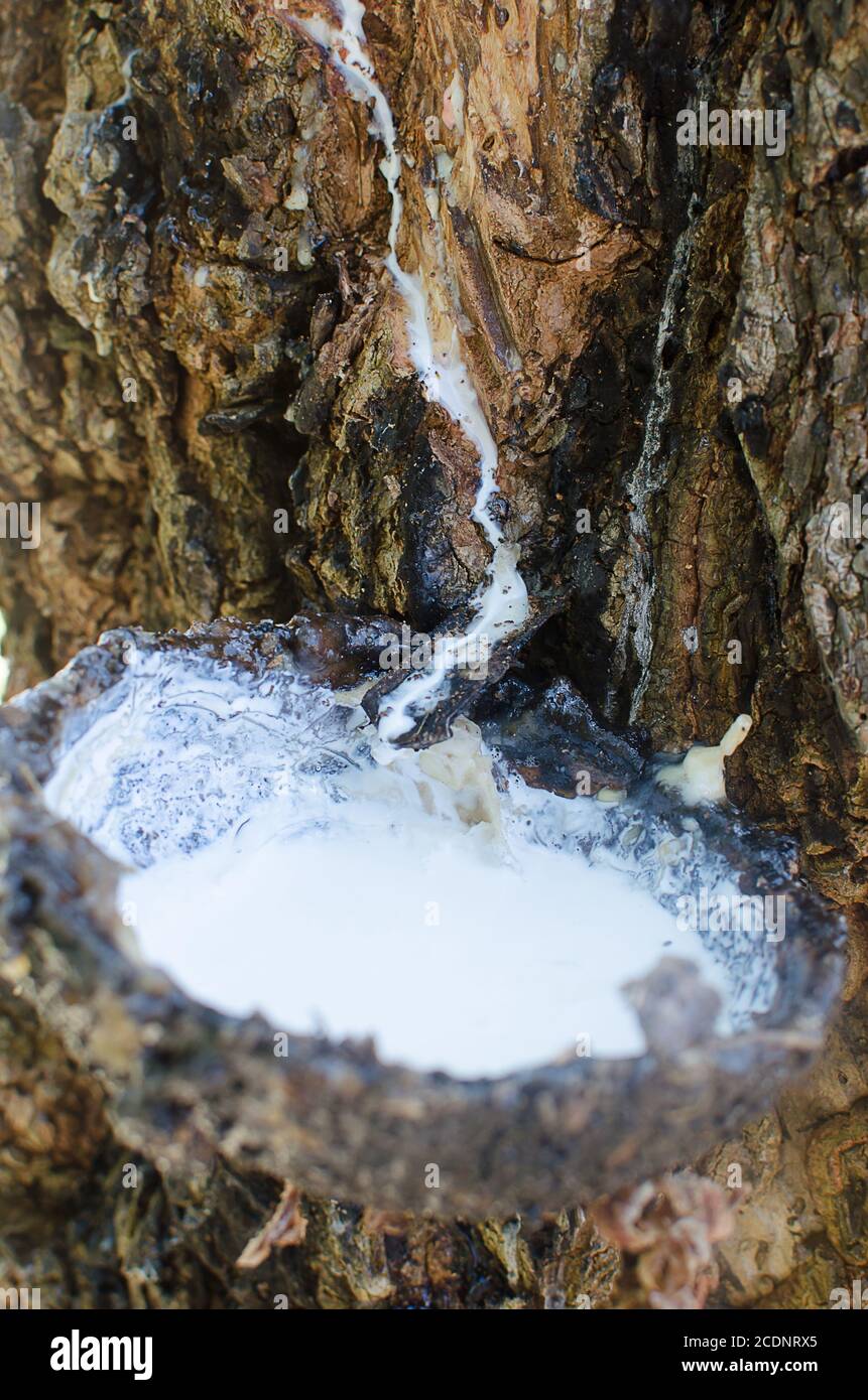 Tapping rubber trees Stock Photo - Alamy