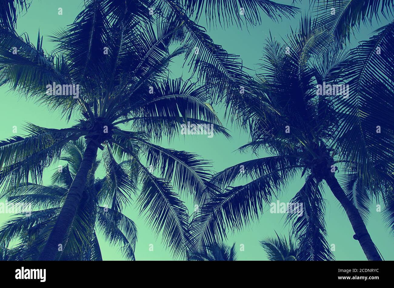 Vintage Palms trees Stock Photo - Alamy