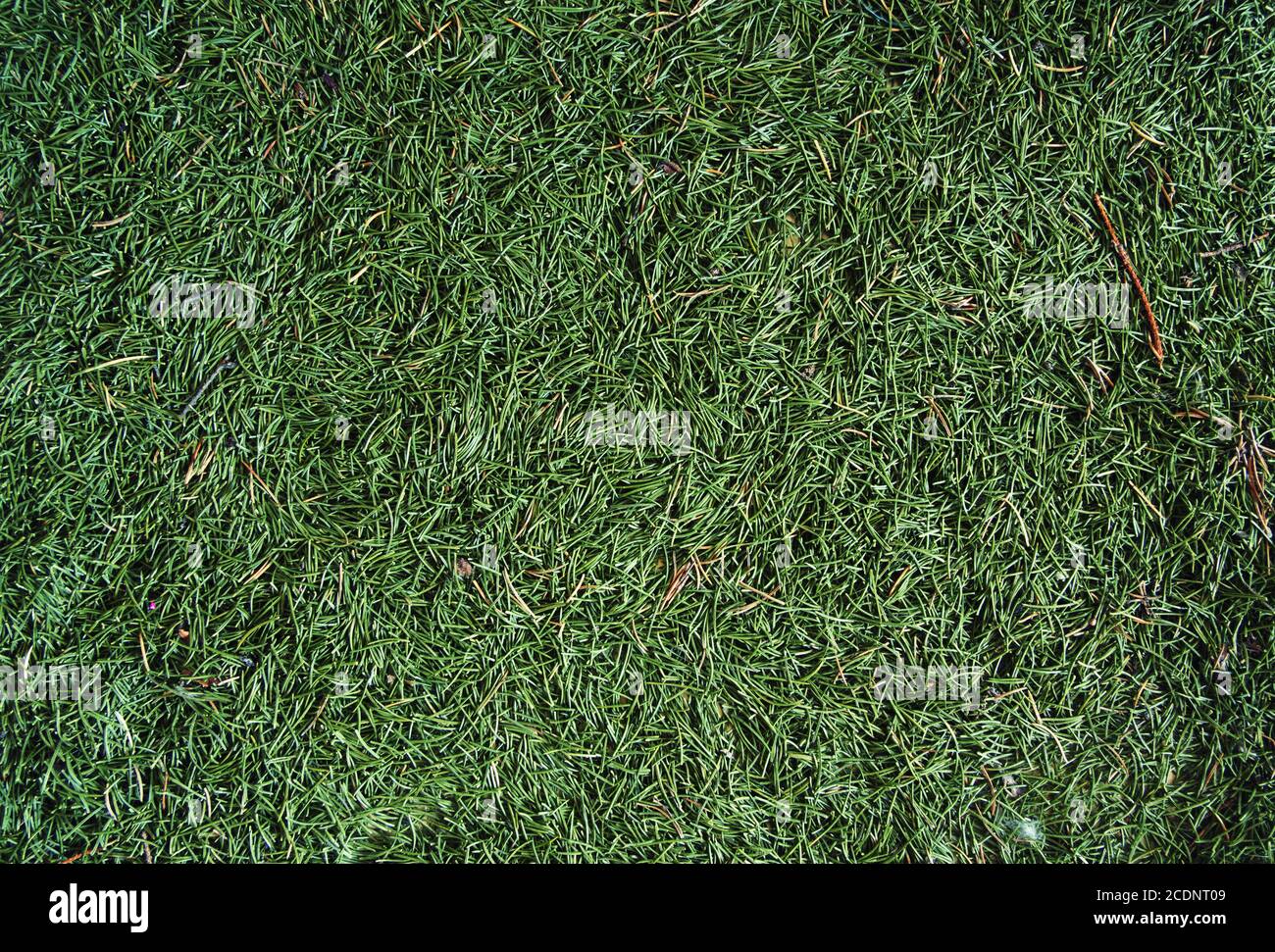 Needles and fur hi-res stock photography and images - Alamy