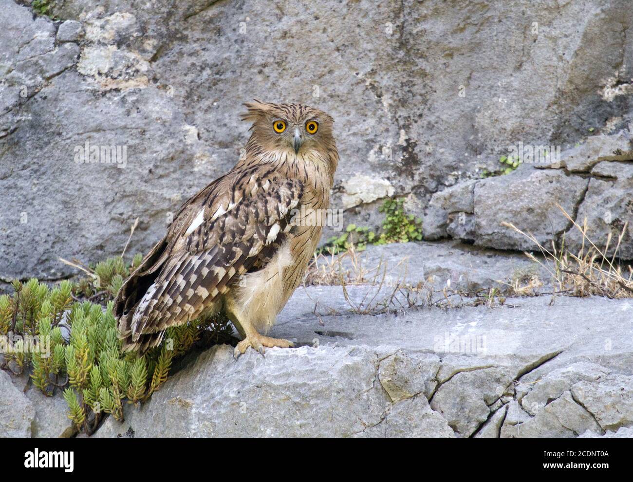 Brown Fish Owl Stock Photo - Alamy