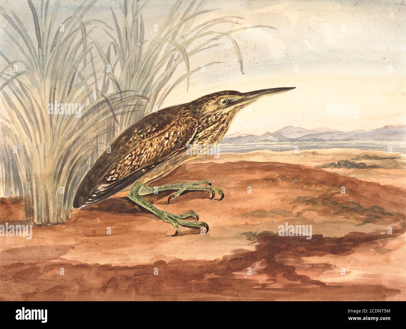 Ixobrychus cinnamomeus hi-res stock photography and images - Alamy