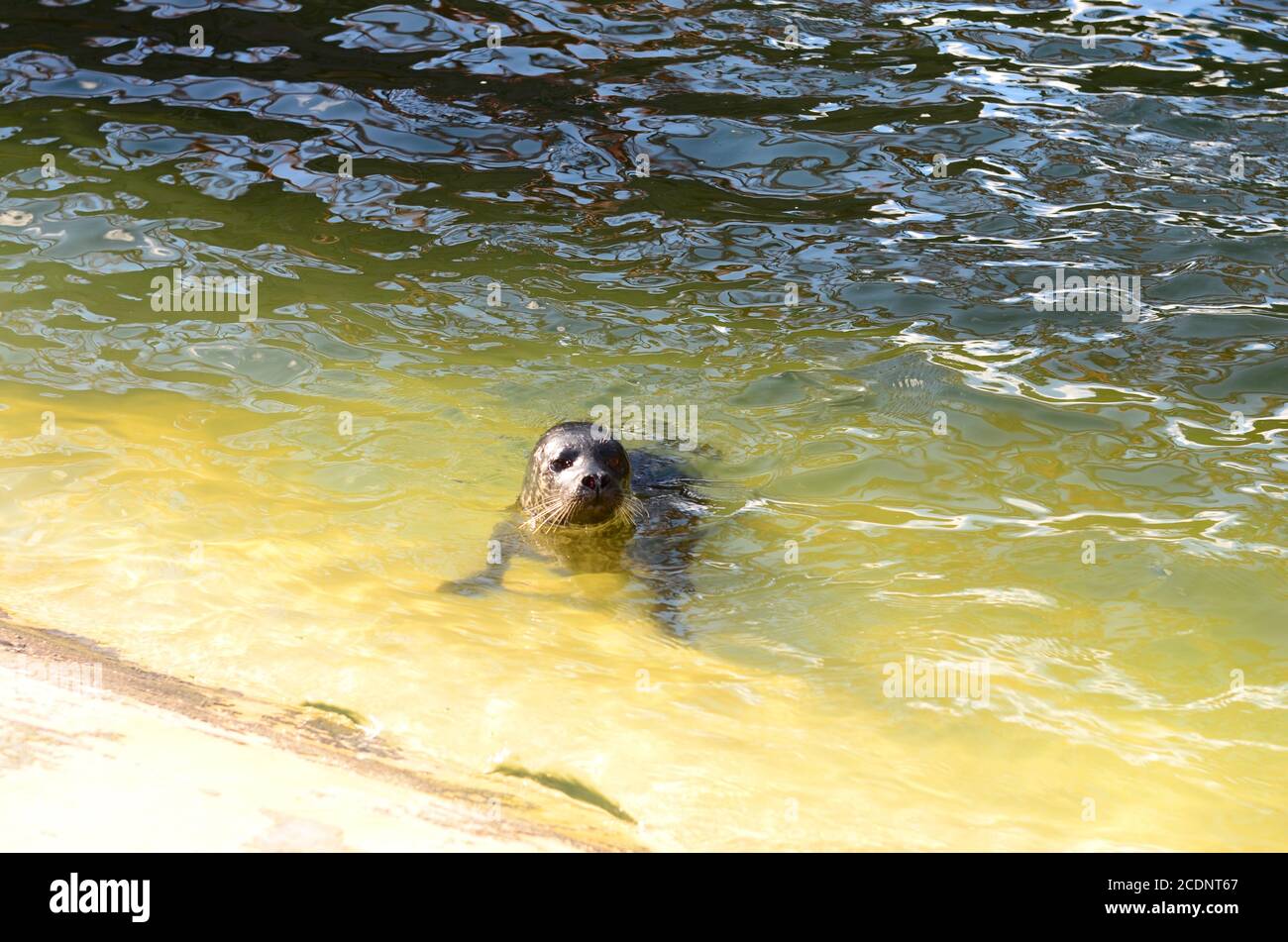 deep sea world seal Stock Photo - Alamy